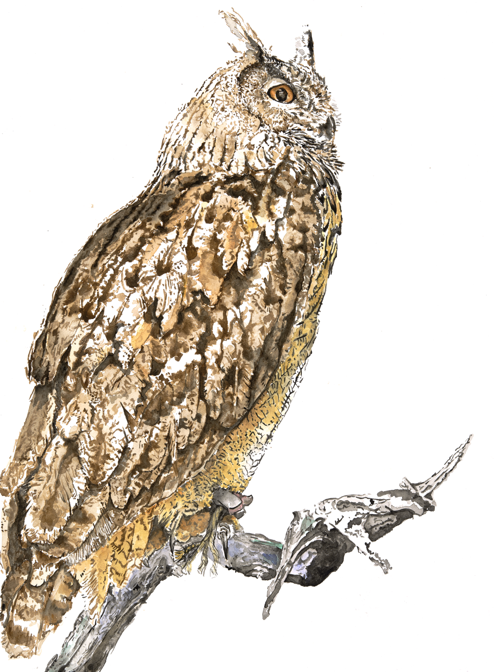 Eurasion Eagle Owl